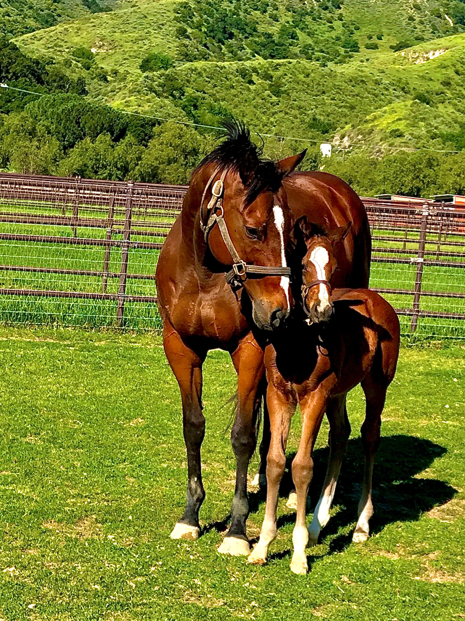 Thinking Like A Mother | Prolific Preambles